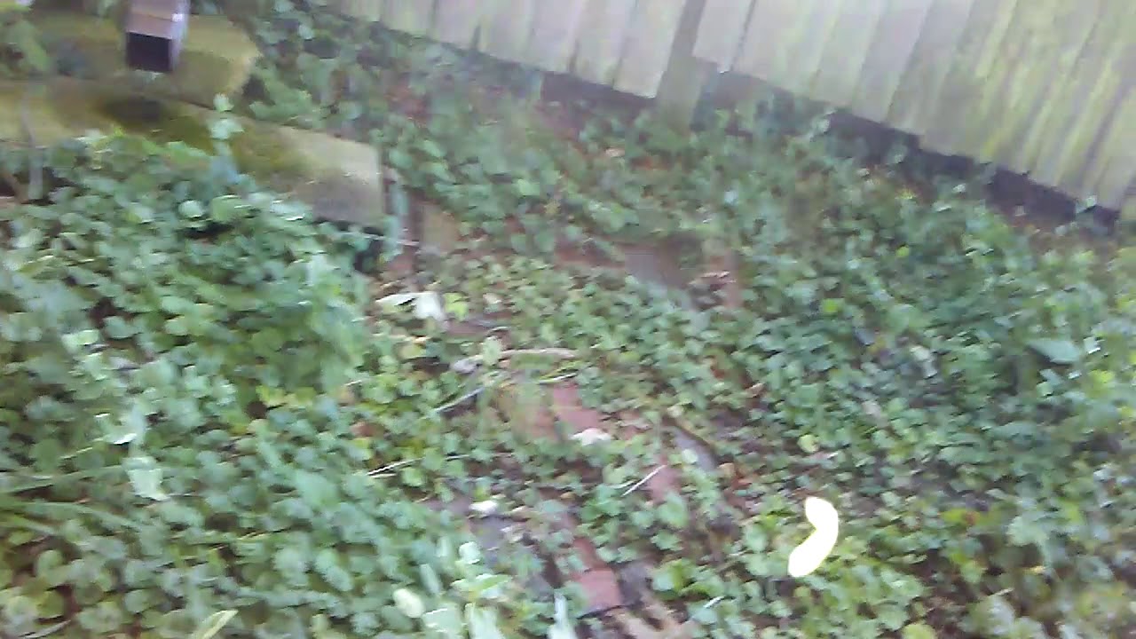 Lookit flying worm - YouTube