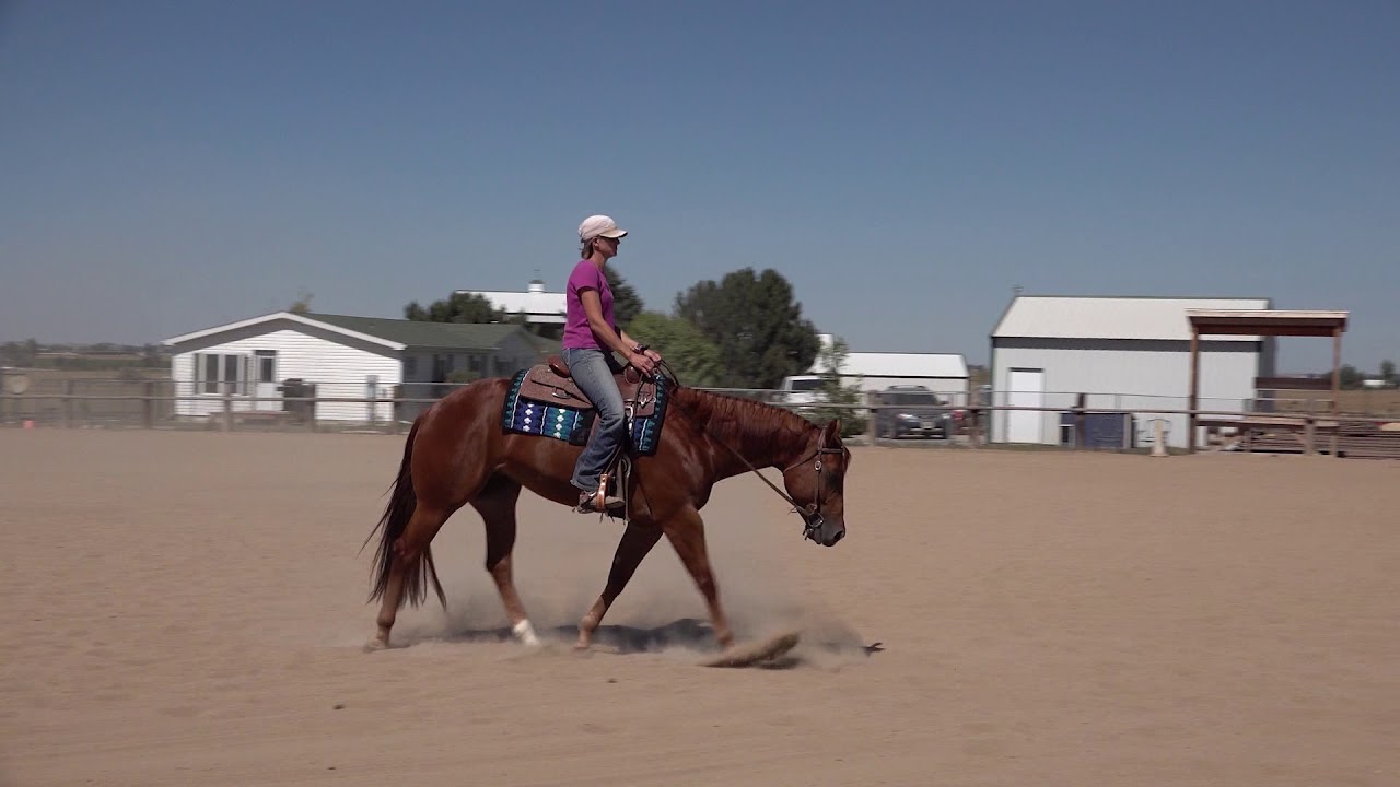 2014 AQHA Gelding - Ranch Riding OR All Around Deluxe!!! - YouTube