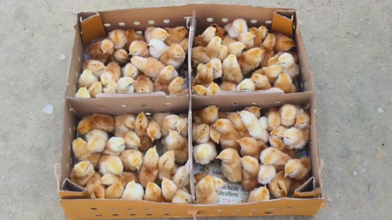 Amazing RIR Layer Chicks CARTOON-Unboxing marketing BABY CHICKS-100 ...