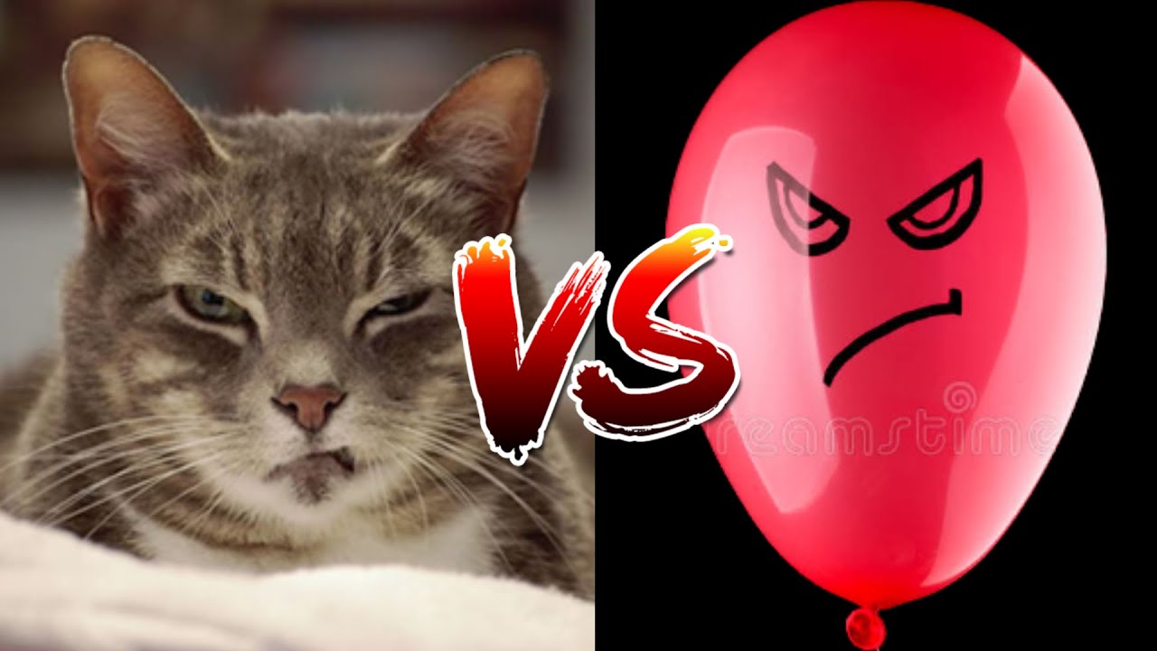 Funny Cats vs Water Balloons Compilation- Having a really boring day ...