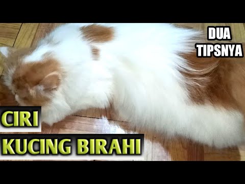 2 CARA MUDAH MELIHAT KUCING BIRAHI
