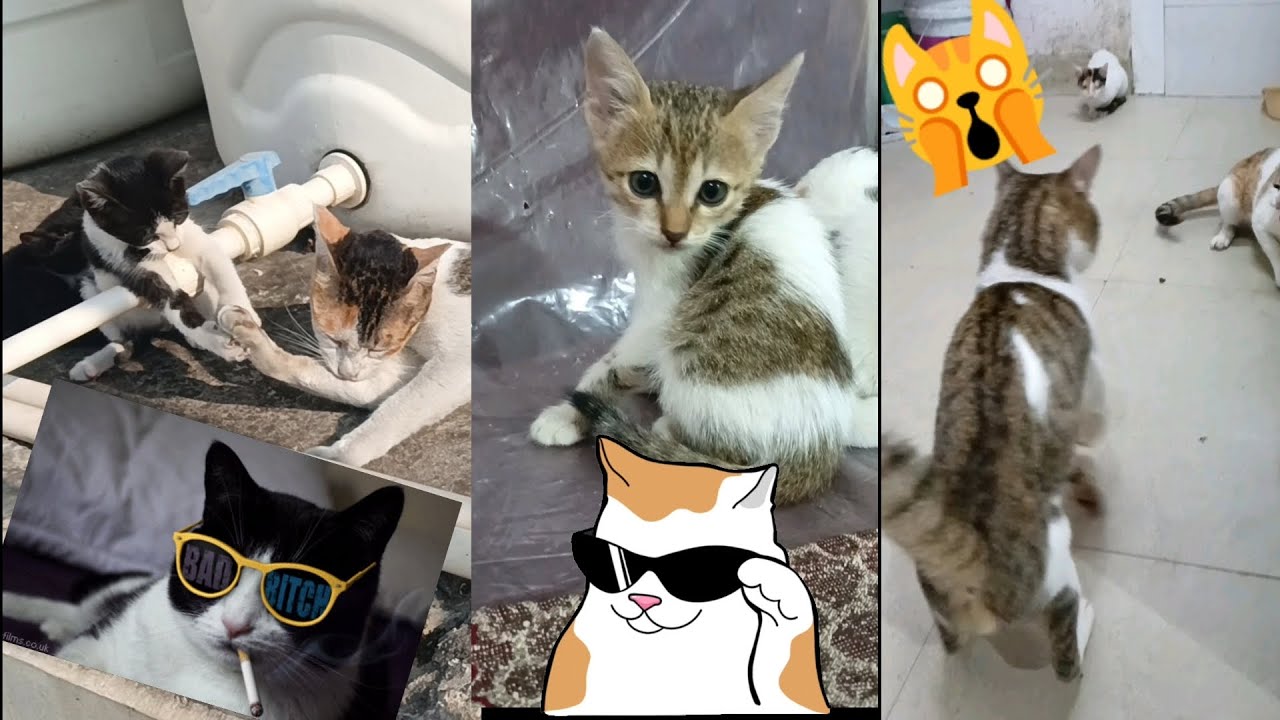 Daily routine of an Indian cat| my cute max 😍😍😍 #3 | @Indian cats - YouTube