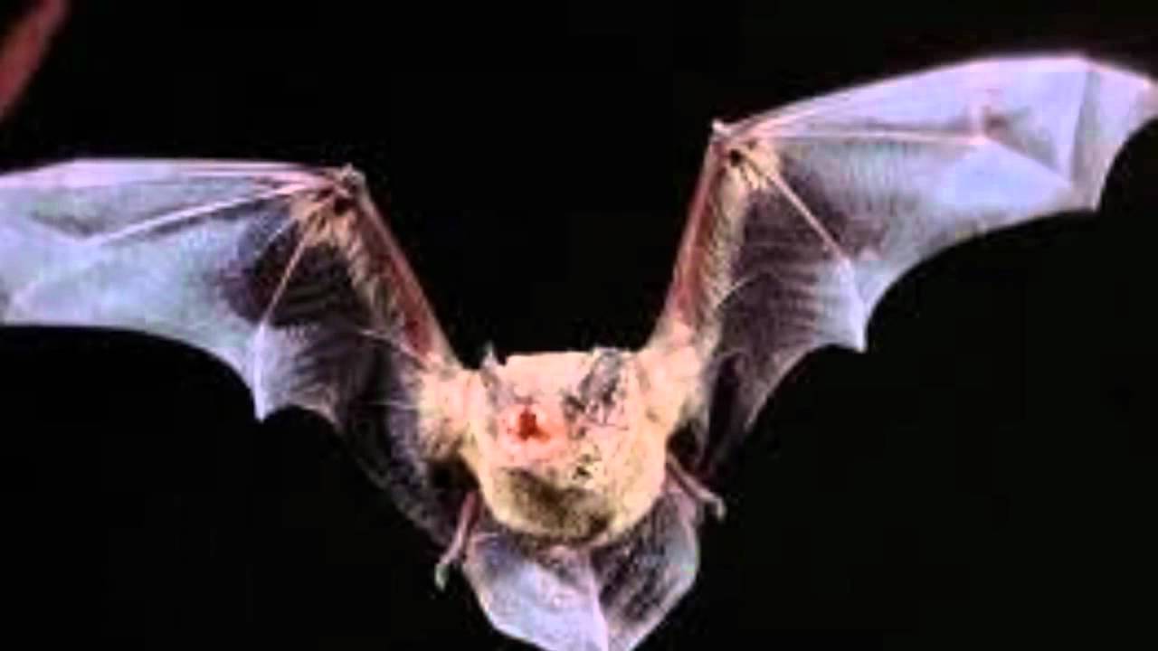 Bat Tracks Trek - YouTube