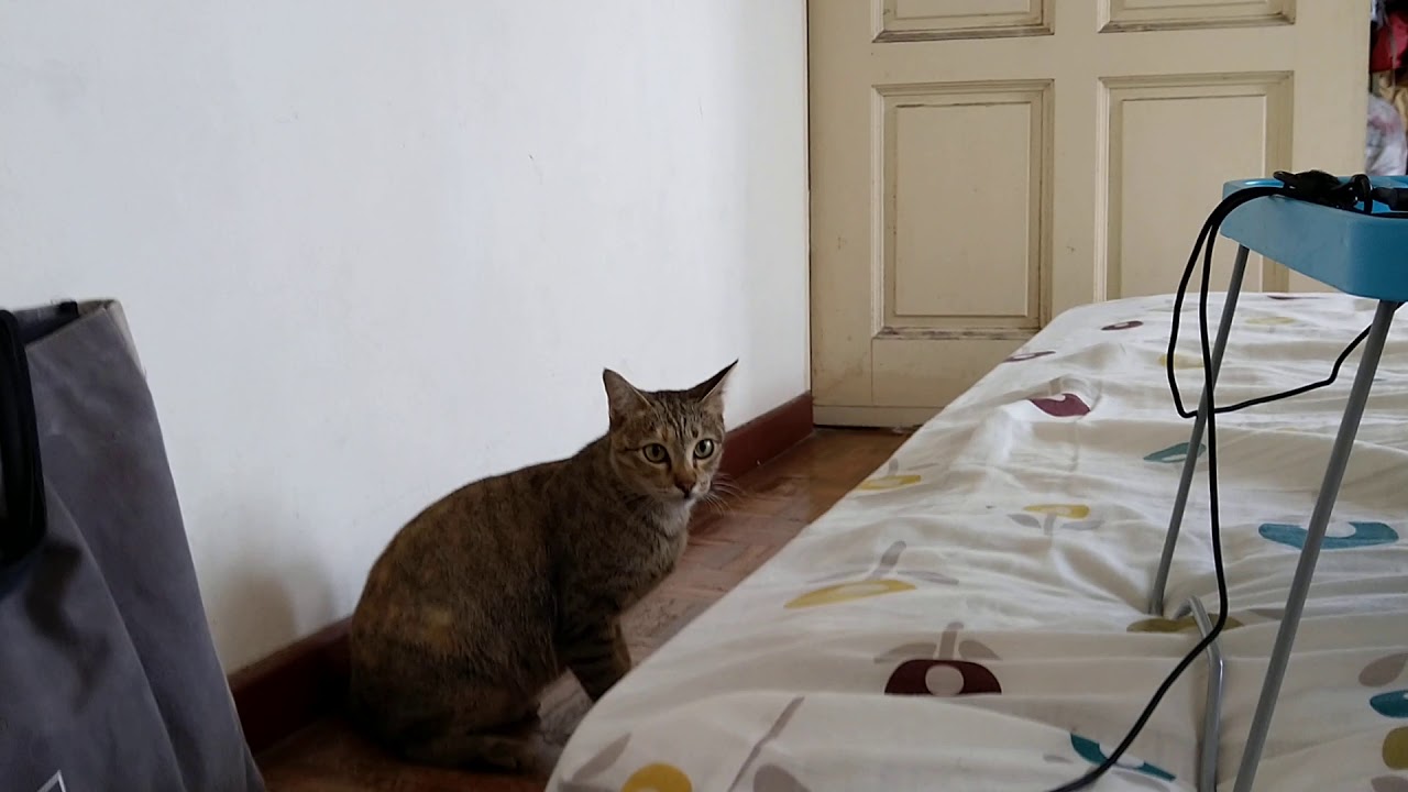 Cat being high part 2 - YouTube