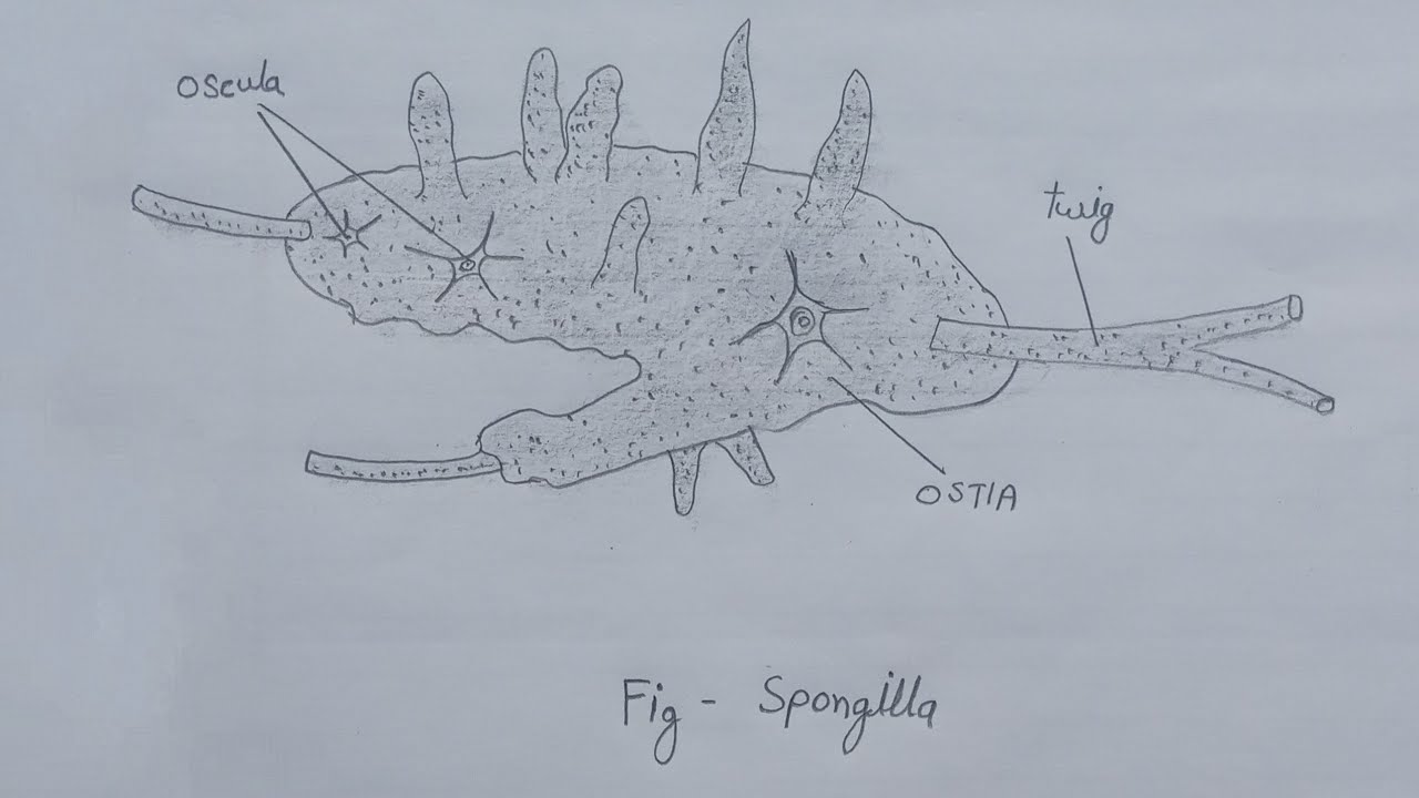 #spongilla : diagram of spongilla | classification of spongilla ...