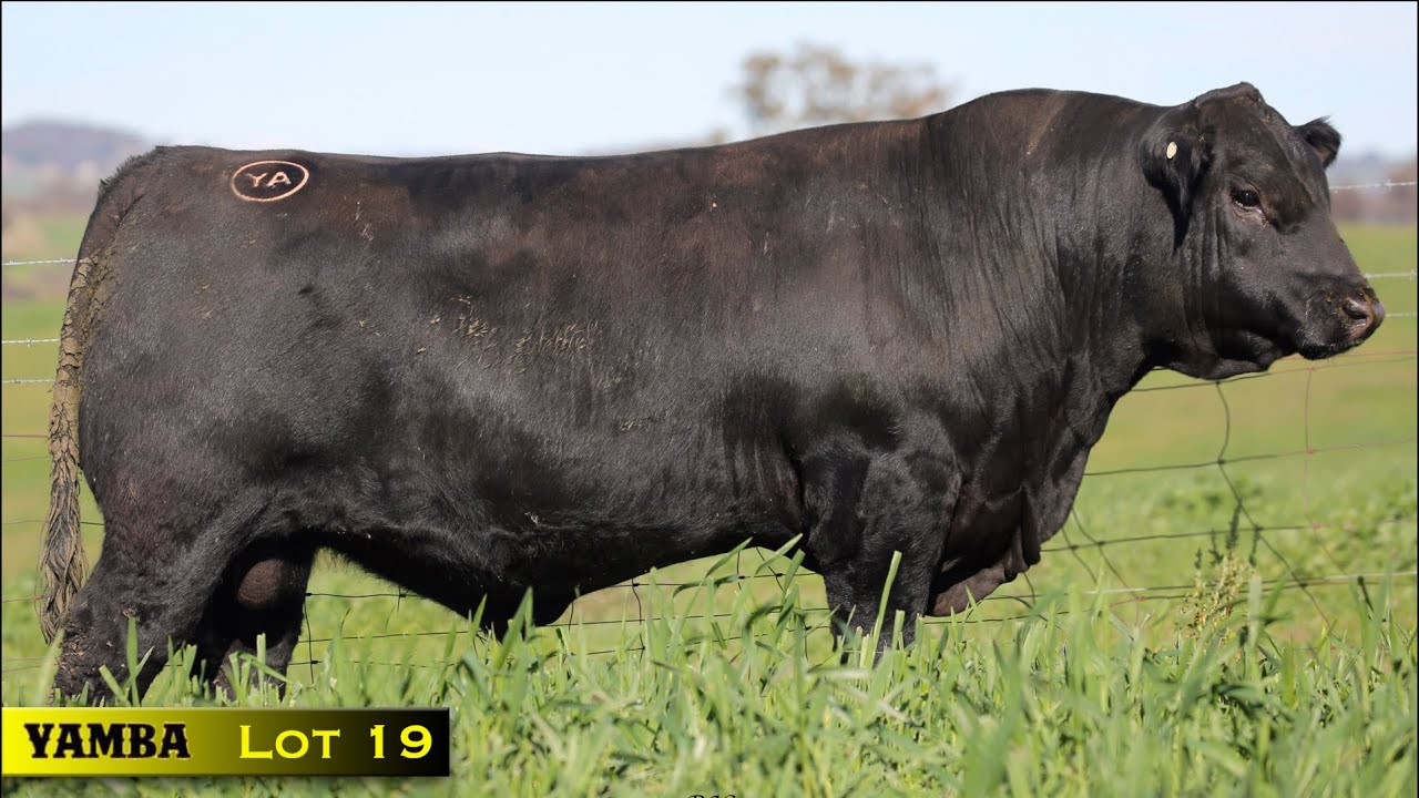 Lot 19 Yamba 2020 - YouTube