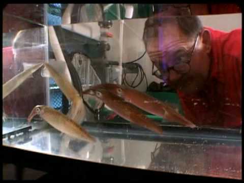 Docu. Calamari Giganti di Humboldt - la classificazione pt1 - YouTube