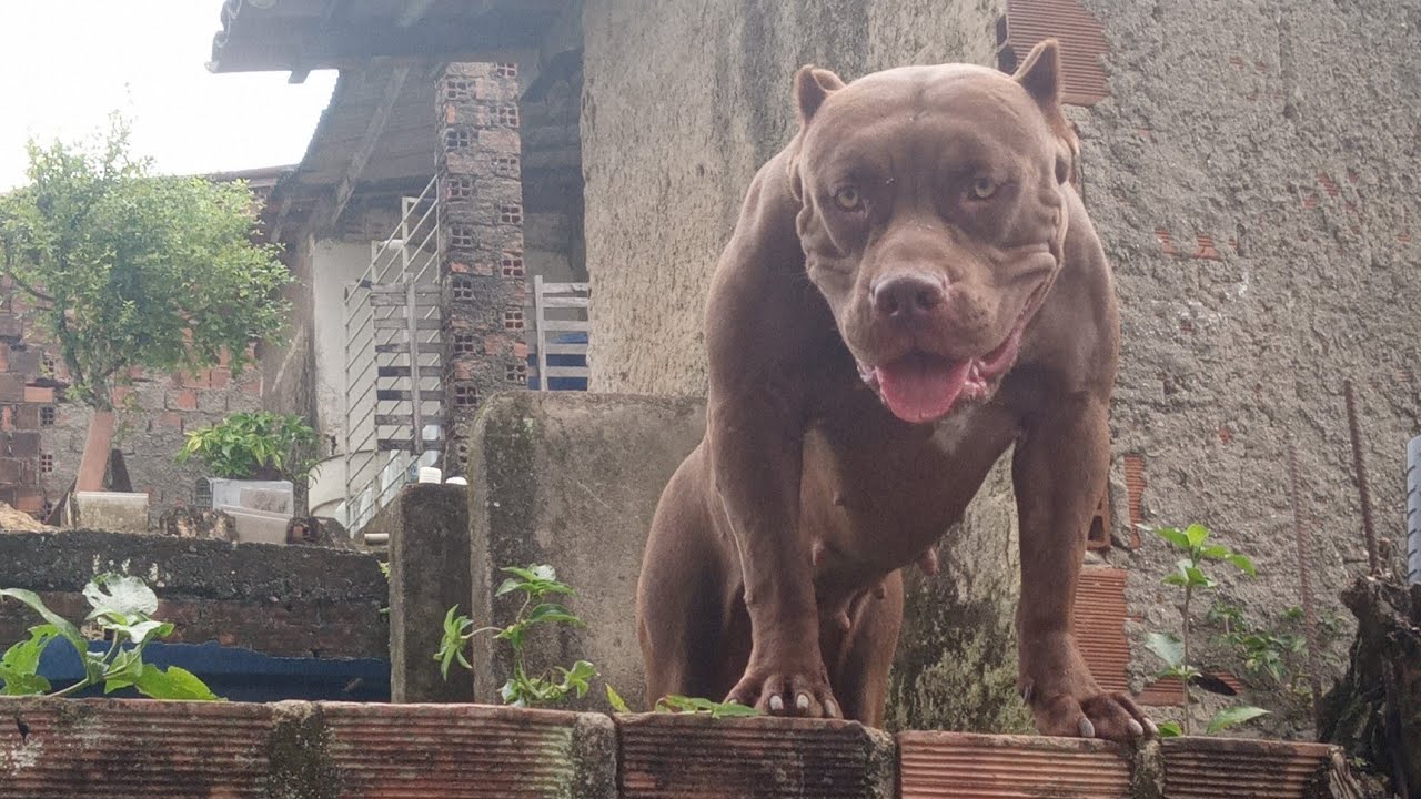 Pitbull monster evolution 🔥#pitmonsters - YouTube