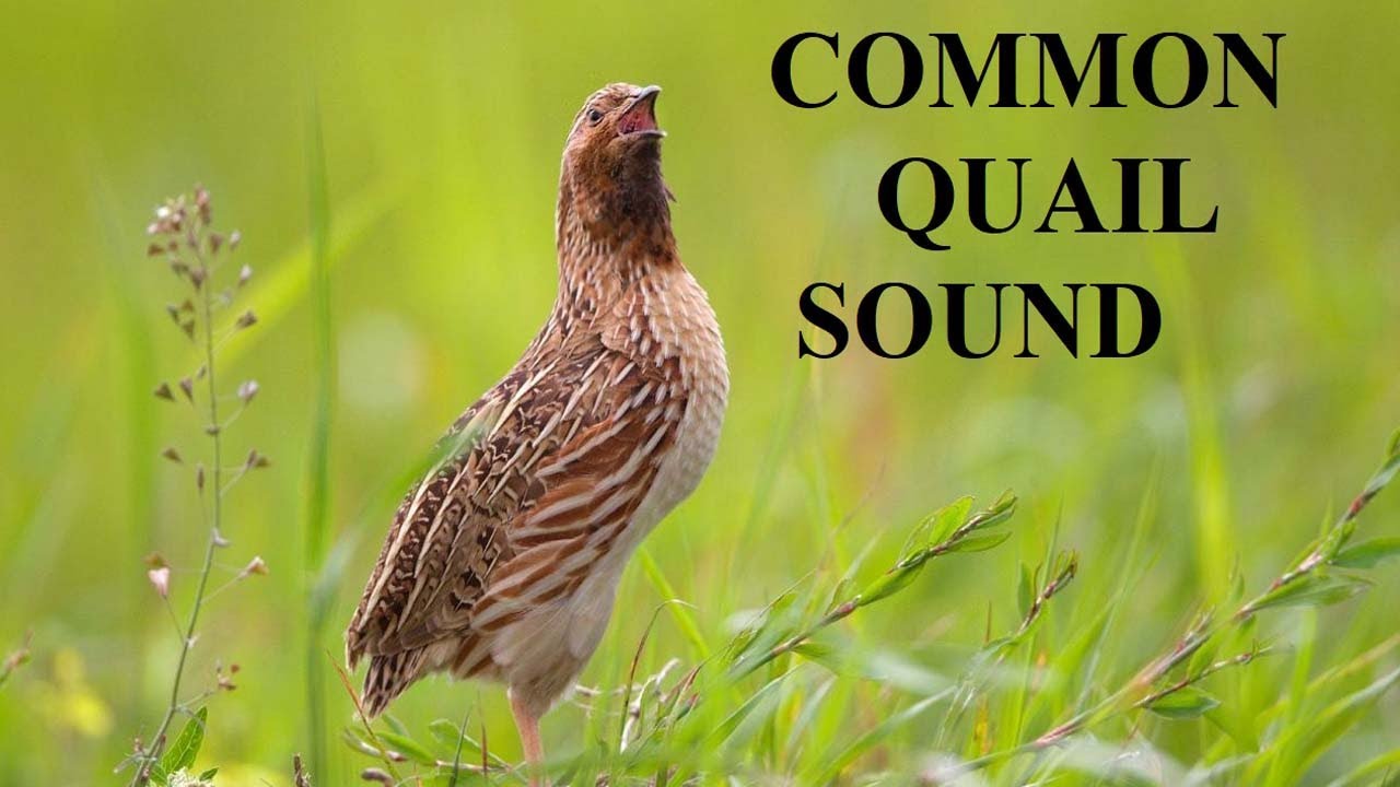The Common Quail Bird | Sings In The Forest | Quail Sound #quailsound ...