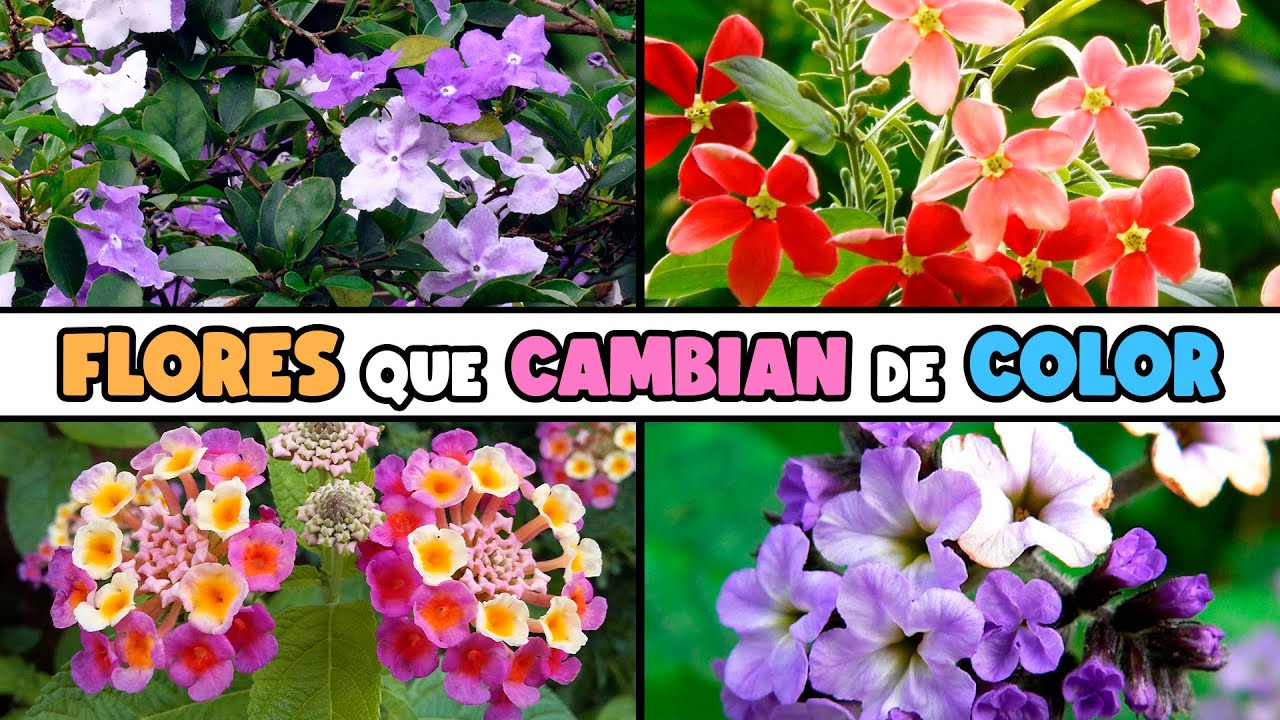 10 FLORES que CAMBIAN de COLOR durante la FLORACIÓN - YouTube