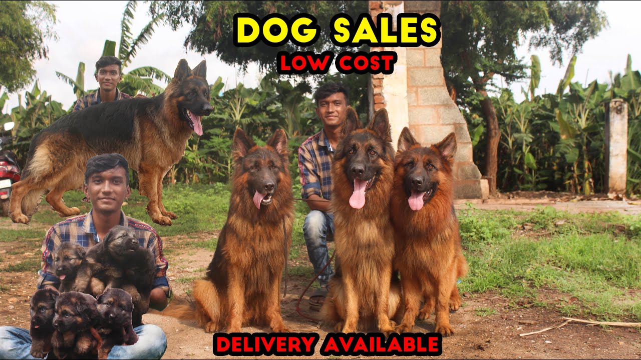 Dogs For Sales Puppies Low Cost All Breed GSD puppies Quality Puppies ...