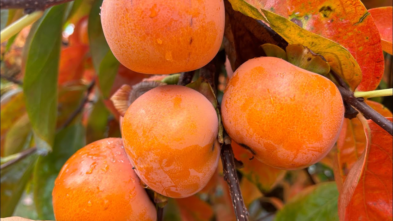Autumn Season2024: Persimmon Season at Raeburn Orchards 4 Raeburn Rd ...