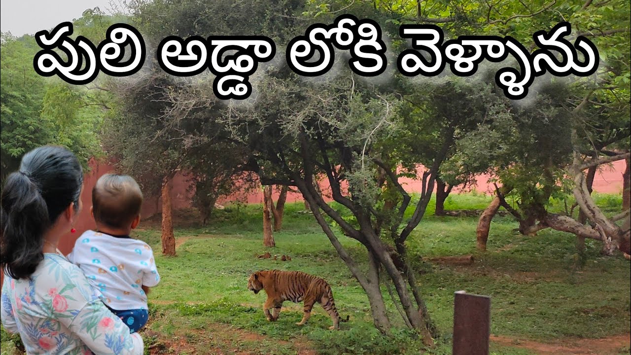Vizag Zoo Park || Indira Gandhi Zoological Park - YouTube