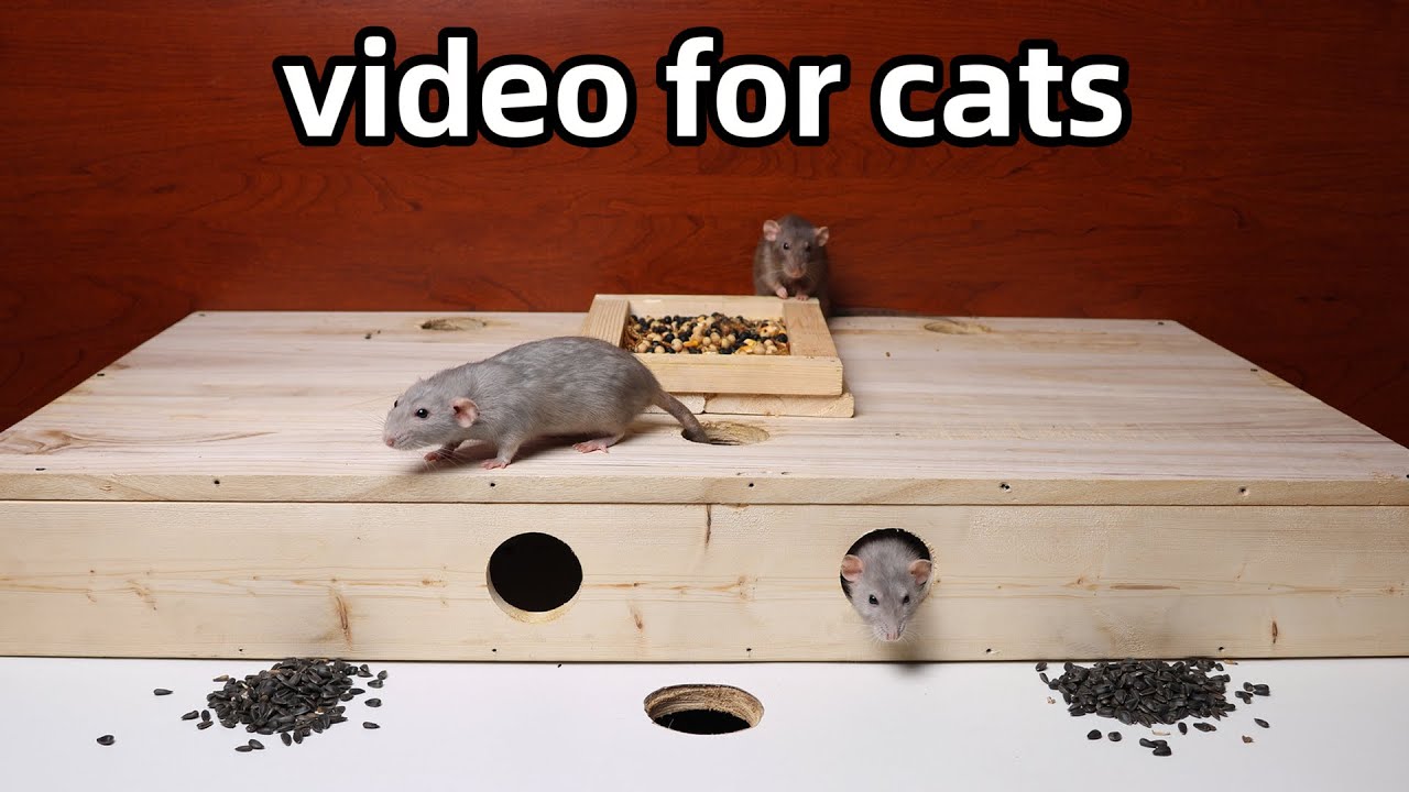 Cat TV🐭rats for cats and dogs to watch🐭video to relax your pets🐭 - YouTube