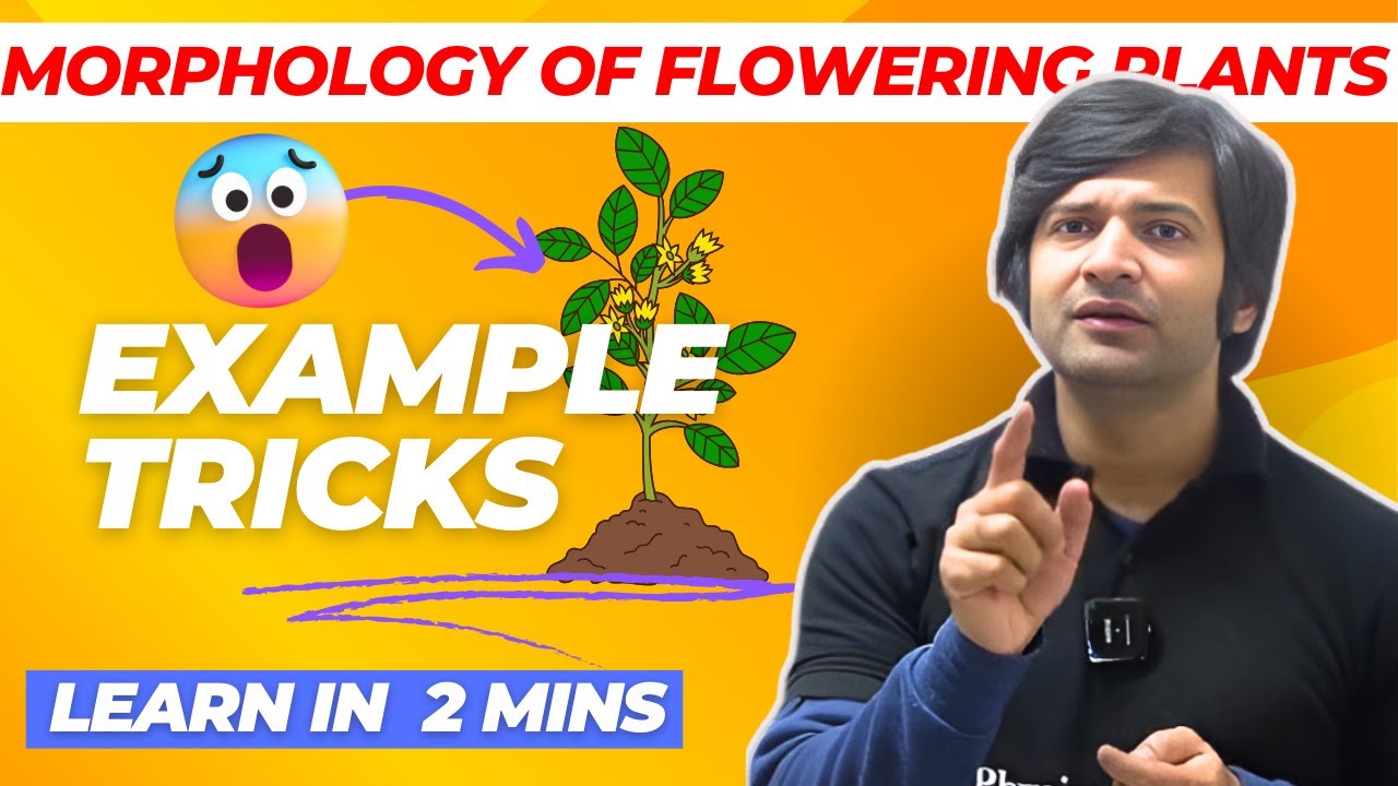 Morphology of flowering plants tricks | Plant morphology examples ...