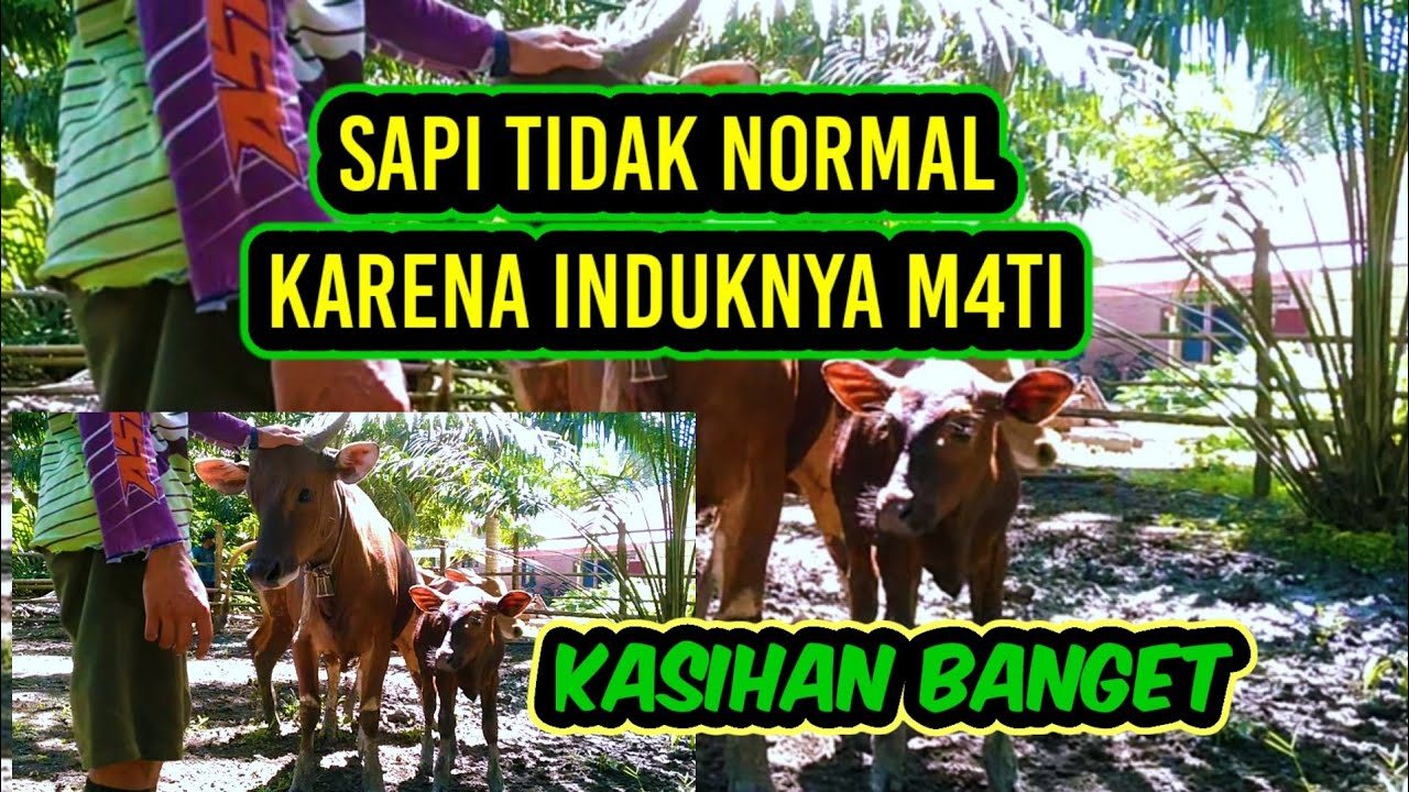SAPI UNIK || SAPI BRANGUS UNIK tapi kasian - YouTube