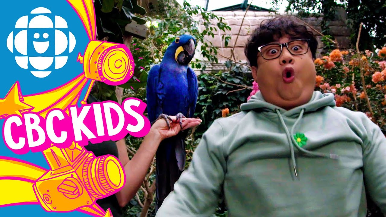 Energizing Bird Exercise For Kids | CBC Kids - YouTube