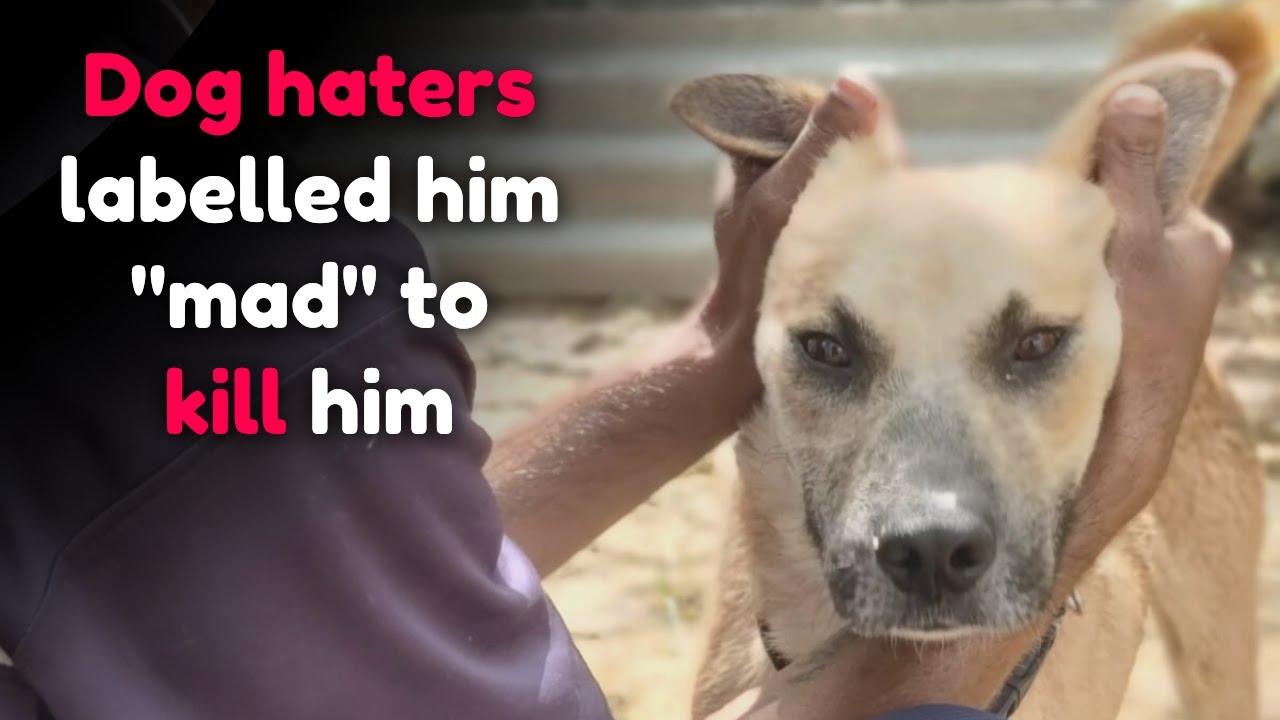 Dog haters labelled a stray dog "mad" to kill him - YouTube