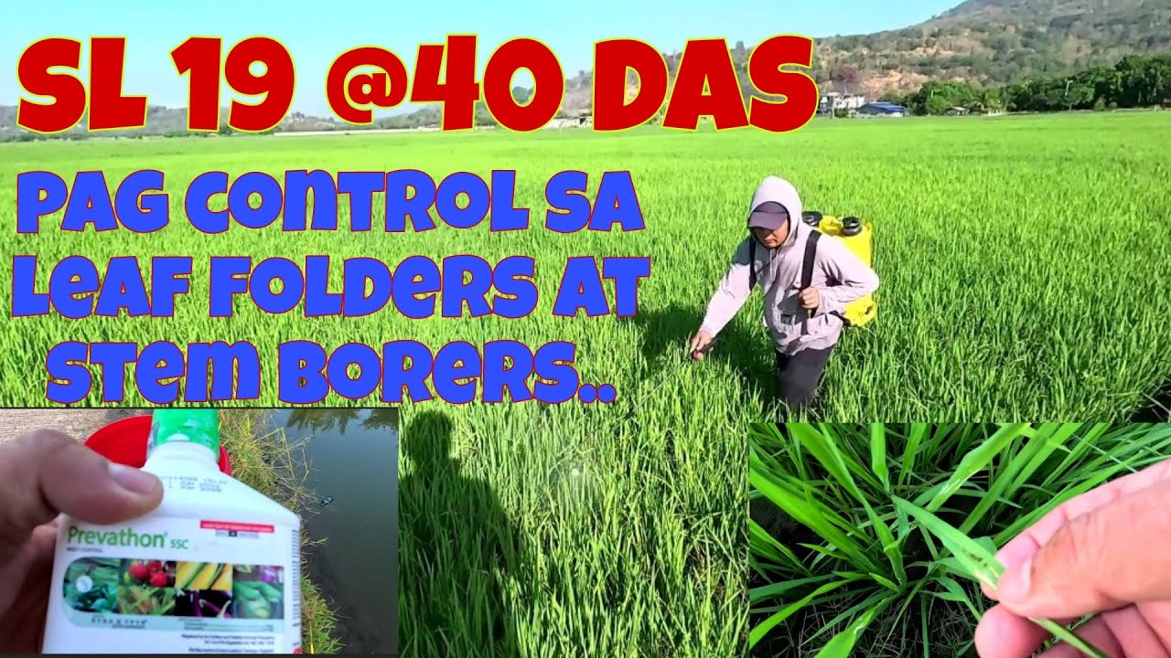 Prevaton para sa pag control ng leaf folders at stem borers | Sl 19 ...