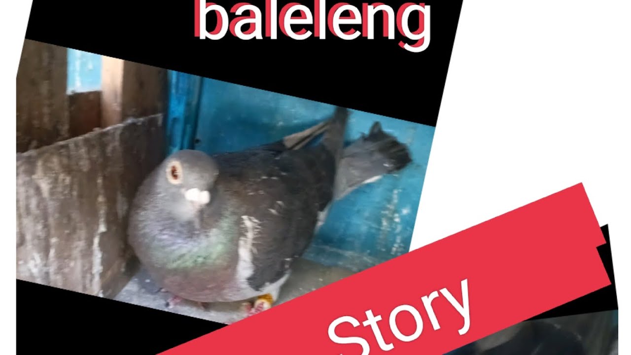 baleleng matibay pala - YouTube