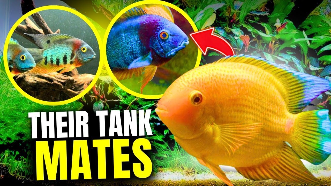 15 BEST Severum Tank Mates... - YouTube