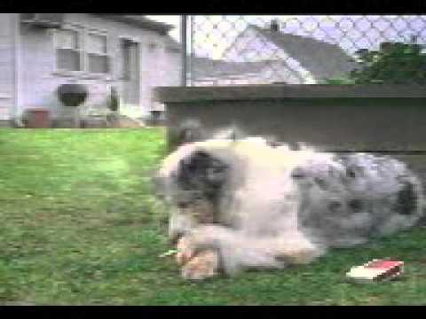 Dertli Köpek Sigara İçiyor 🚬 🐶