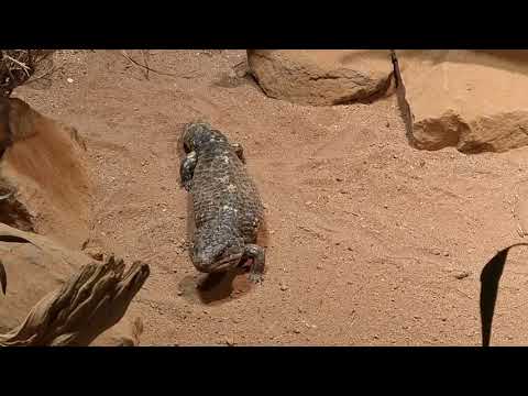 A video of Shingleback skink and his enclosure in Tierpark Hagenbeck