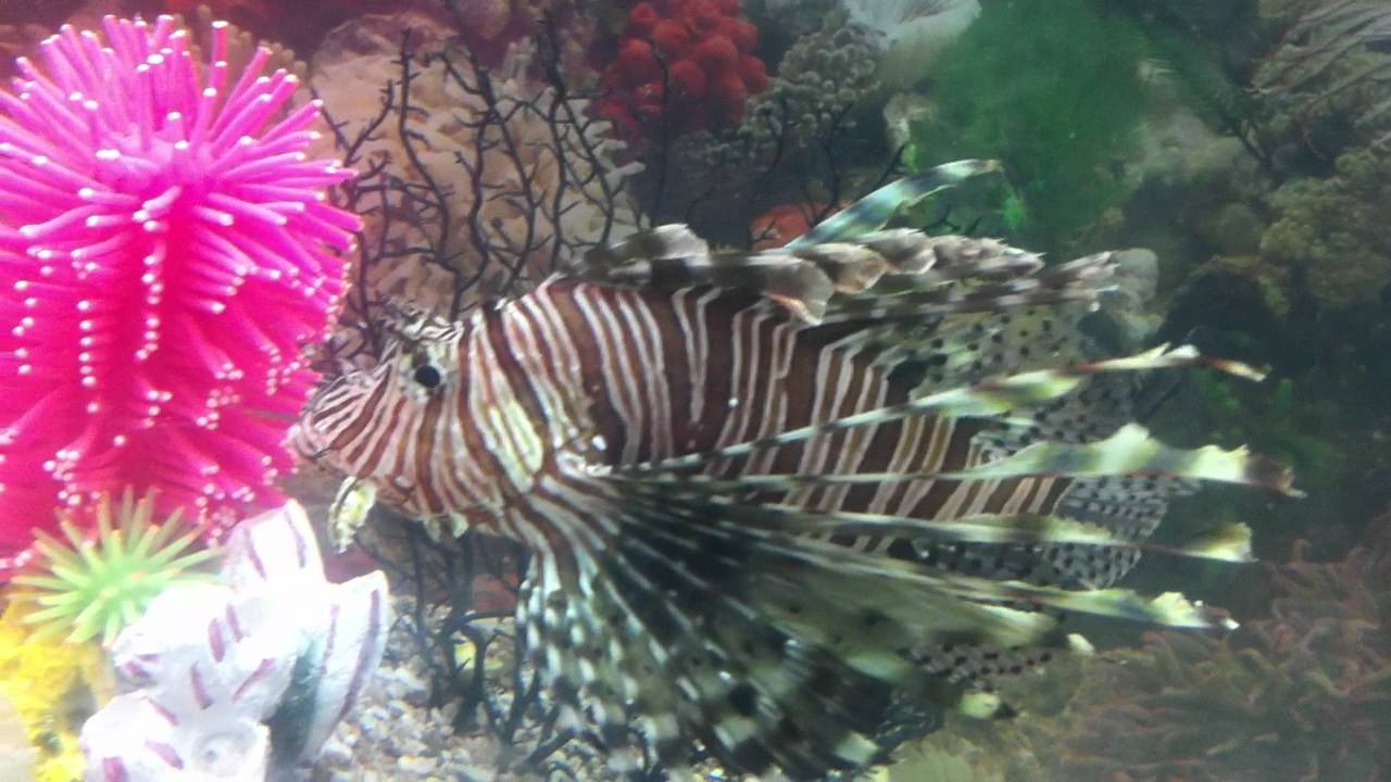 Carpet Fish Aquarium in Trade Fair 2011 - YouTube