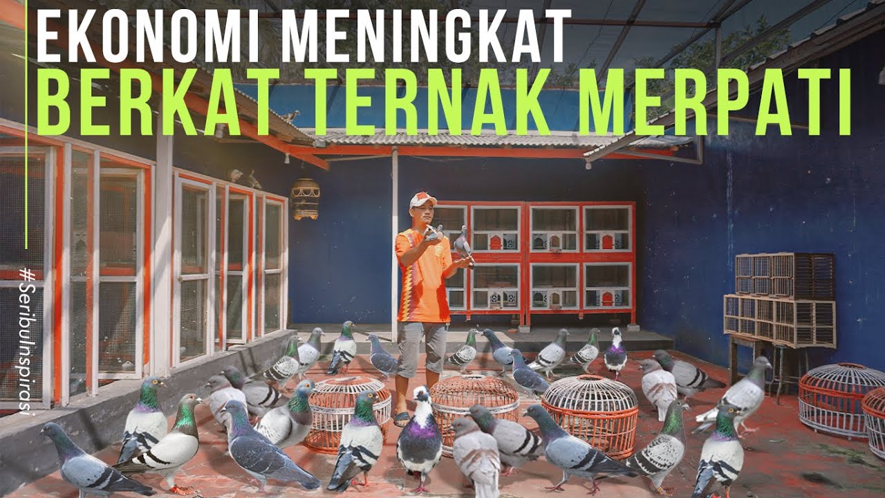 Sukses Ternak Merpati Peternak Ring Santosa Jalur Thor Garong Sapulawan ...