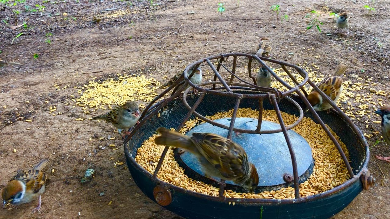 Feeding Rice To Small Birds || More Birds Eating Rice 🌾 || Wild life ...