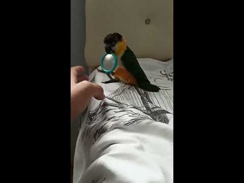 Haylaz'ın ayna sevgisi. :) Black headed caique