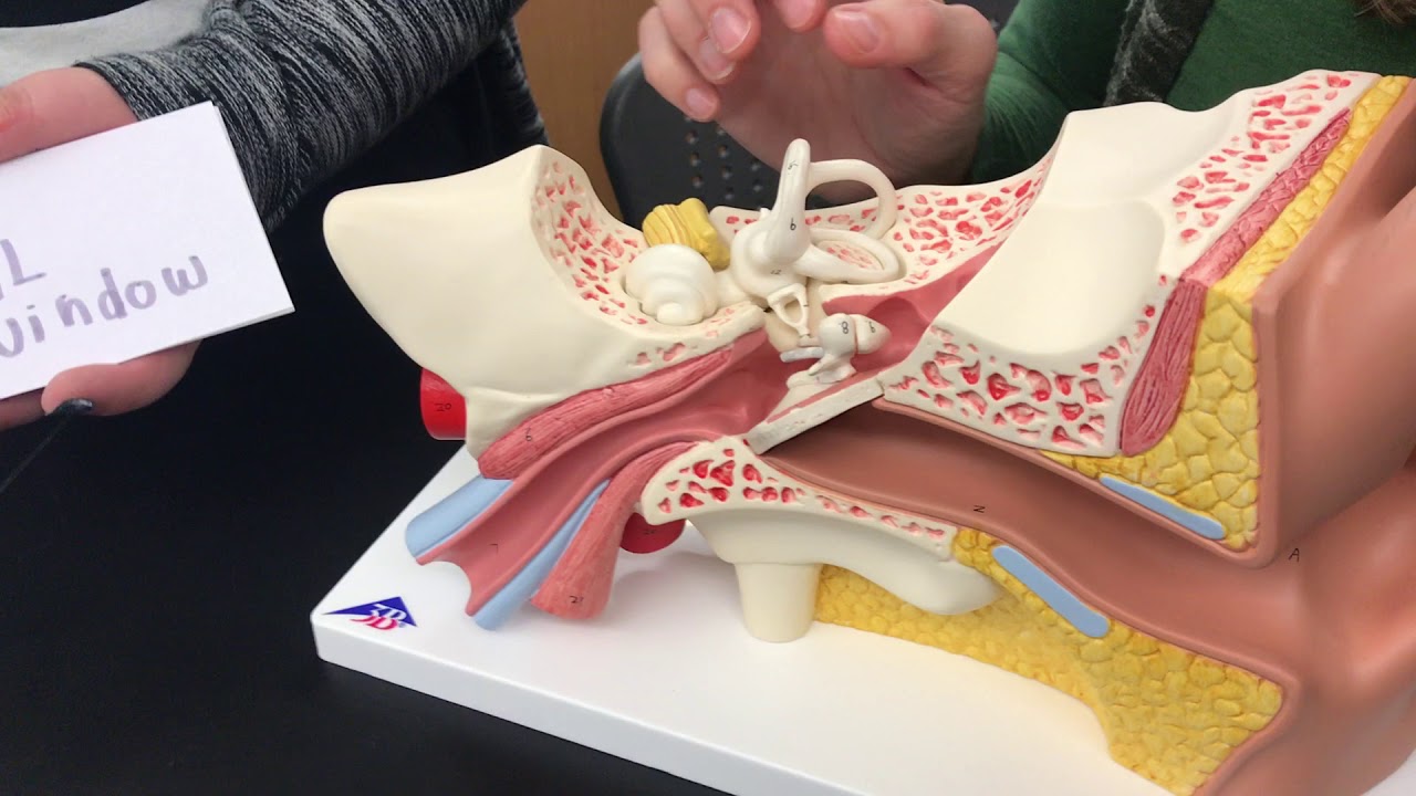 AP1 Ear Model - YouTube