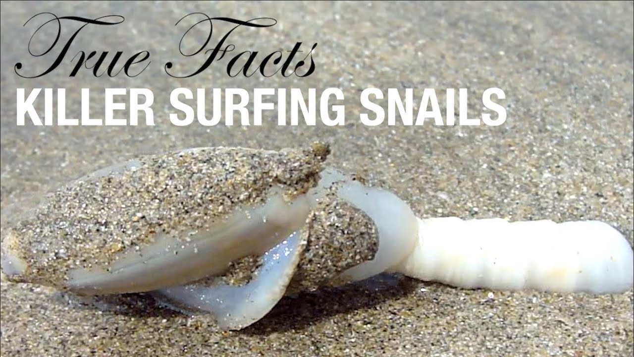 True Facts About Killer Sea Snails