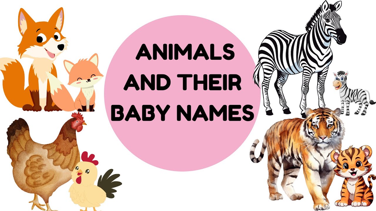 A to Z Animals And Their Baby Names | Animal Offsprings | Wild Animals ...