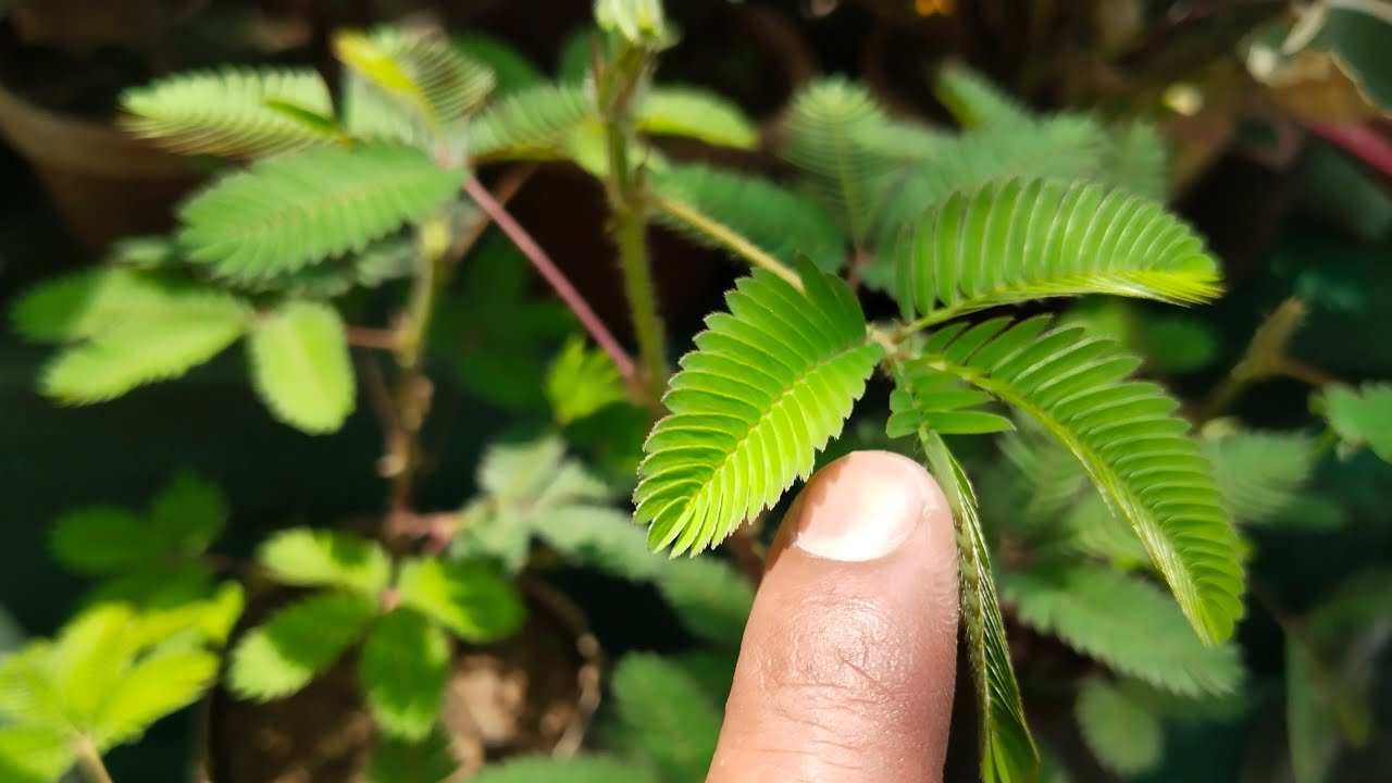 touch me not plant ☘️ || 😜😁 - YouTube