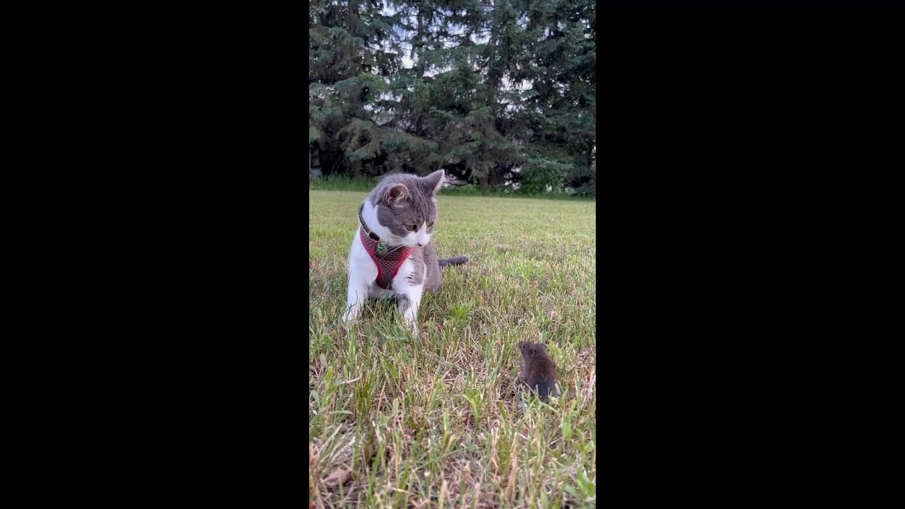 grey cat & dead rats (e) - YouTube