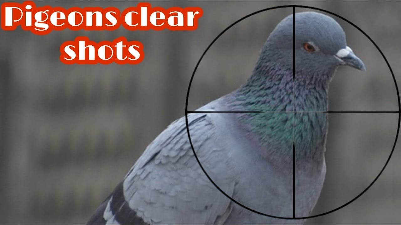 Pigeons Hunting With P10 Airgun - YouTube