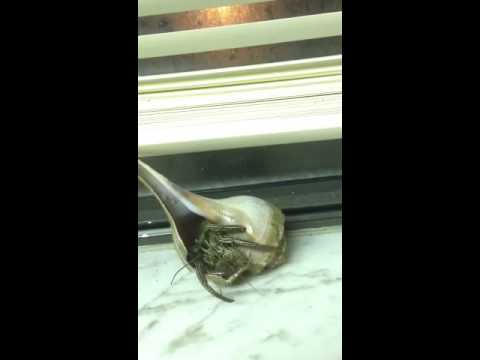 An unknown animal live in a sea snail