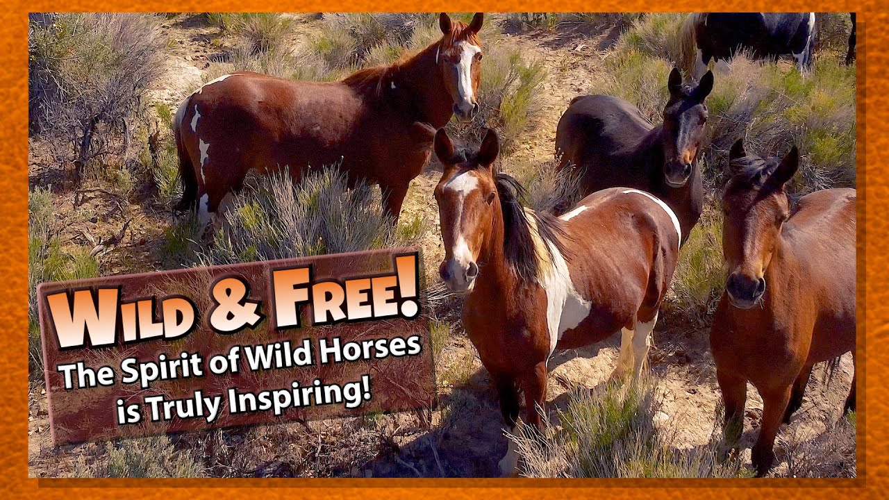 WILD & FREE! - The Spirit of Wild Horses is Inspiring! - YouTube