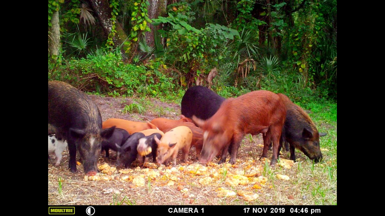 florida pigs, in my back yard 2019 - YouTube