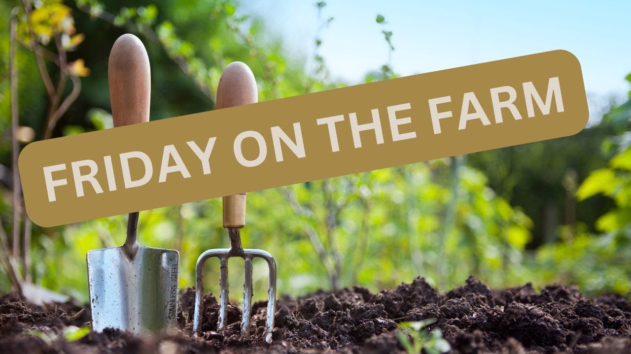 Friday on the Farm - Pulling More Weeds in My Raised Bed and a Quick ...