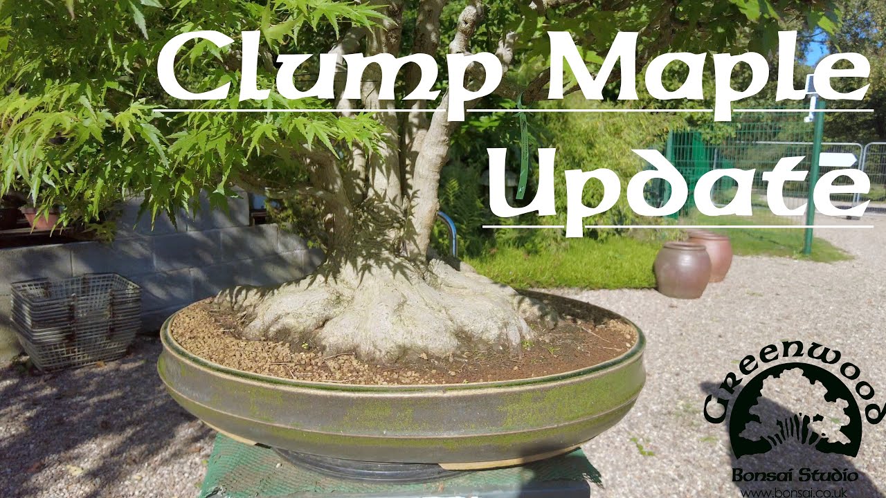 Clump Style Maple Catch Up - Greenwood Bonsai - YouTube