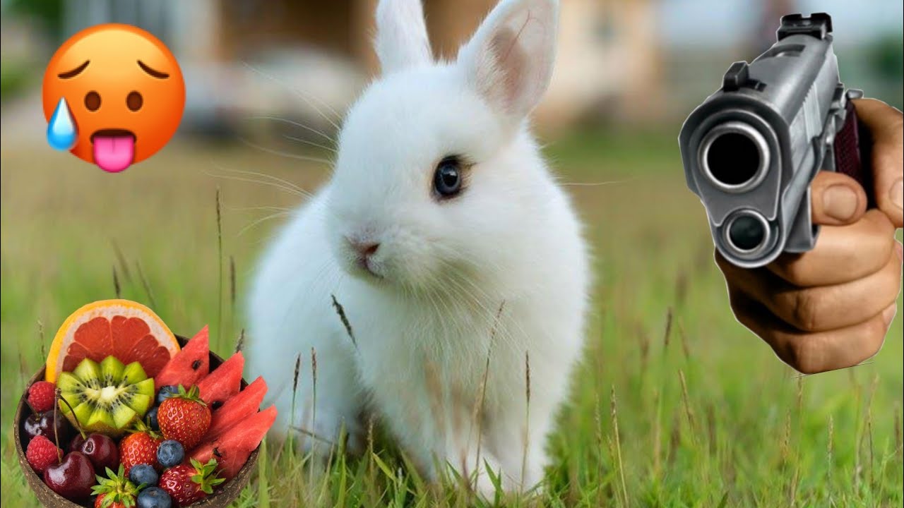 Crazy Rabbits- Cute and Funny Rabbits Playing Video Compilation 16 ...