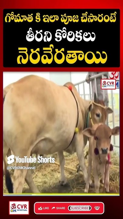 గోమాత పూజ విధానం!! Gomata Puja | OM CVR SPIRITUAL - YouTube