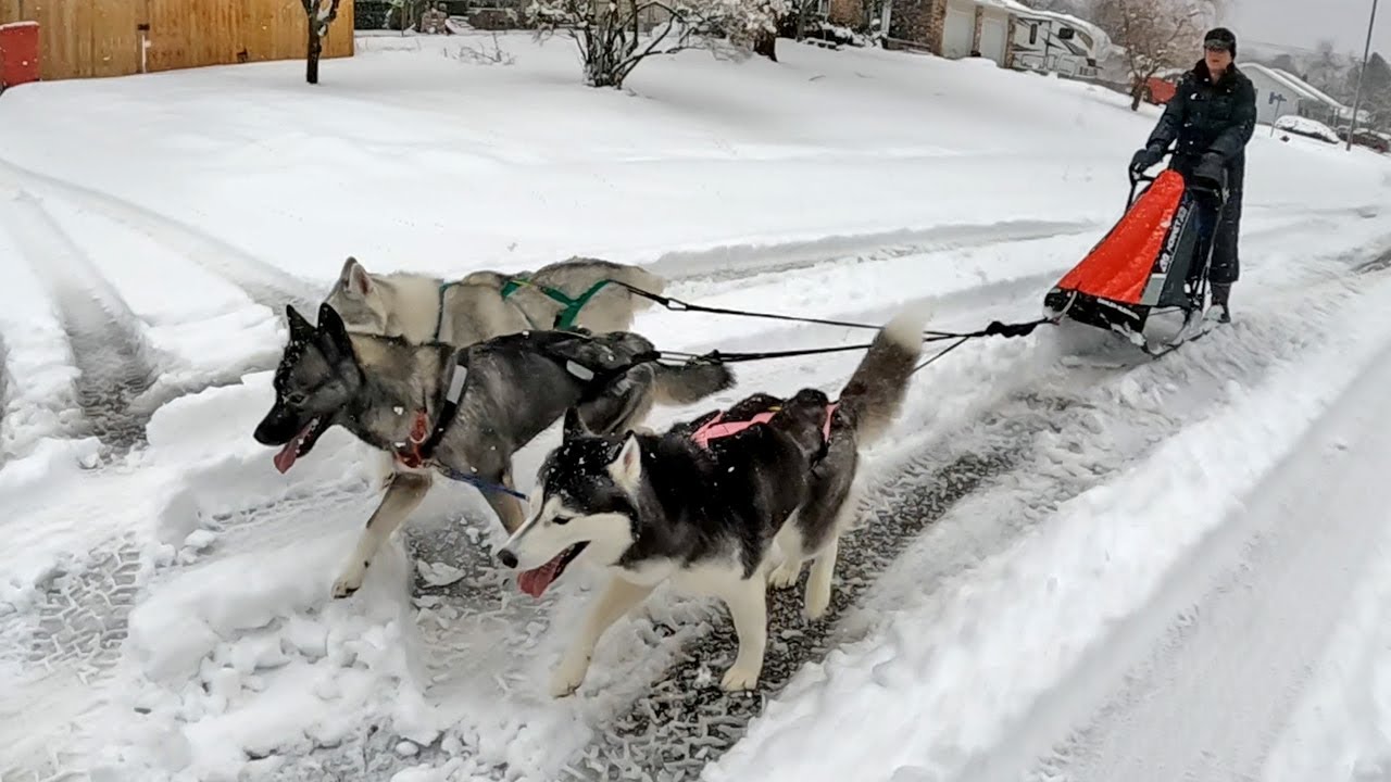 ALL 3 DOGS Pulling A Sled | Members Only Video - YouTube