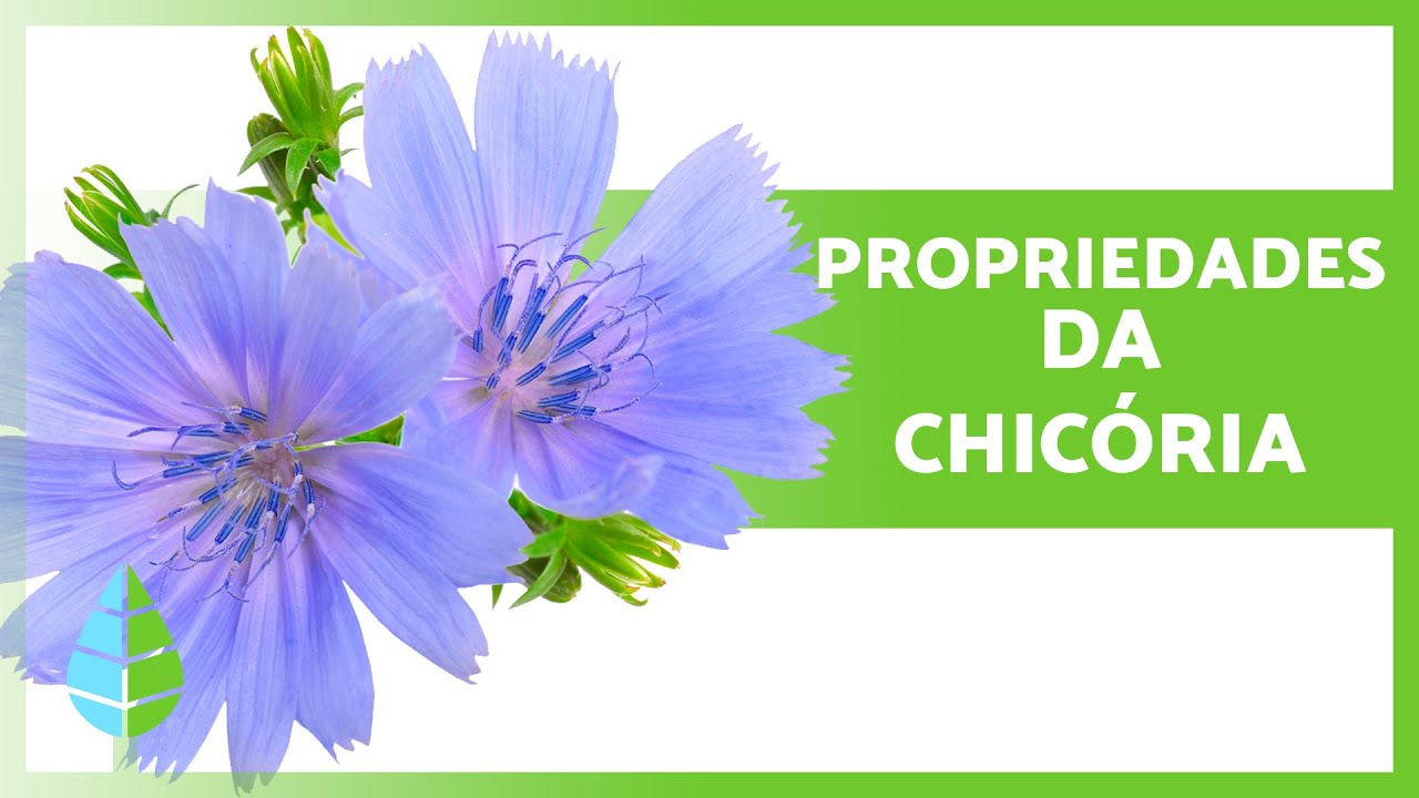 BENEFÍCIOS DA CHICÓRIA 💚 PROPRIEDADES, Como Tomar e Contra-indicações ...