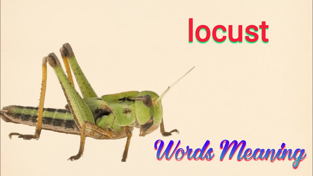 locust meaning in hindi | locust ka matlab kya hota hai | locust means ...