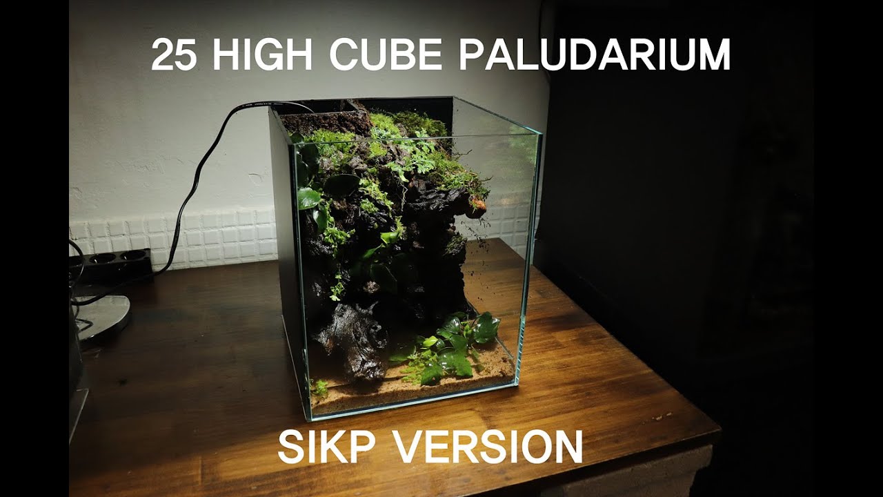 25HIGH CUBE PALUDARIUM SKIP VERSION | 25하이큐브 팔루다리움 스킵 버전 - YouTube