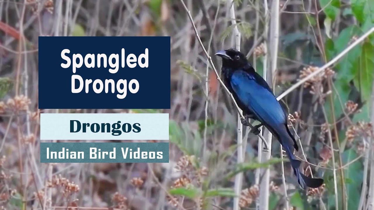 The Spangled Drongo (Dicrurus hottentottus) - Indian Bird Videos - YouTube