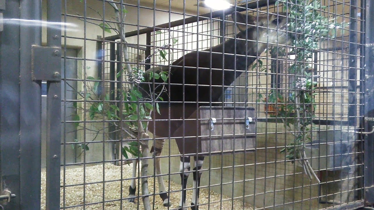 In winter the Okapi is in the house at Ueno Zoological Gardens, Tokyo ...